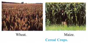 Improvement in Crop Yields: Variety of Crops, Crop Production and ...