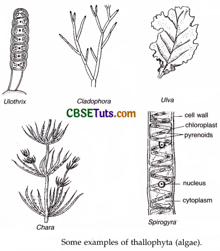 Plant Kingdom - Types, Classification, Characteristics and Differences ...