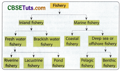 Fish Production and Fish Farming - CBSE Tuts